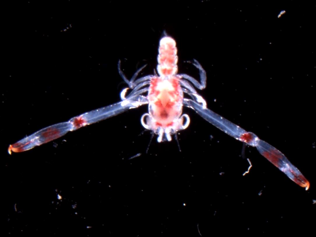 Zooplankton attracted to the light at night – ブッポウソウ総合情報センター