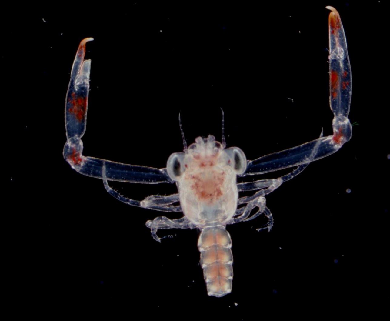 Zooplankton attracted to the light at night – ブッポウソウ総合情報センター